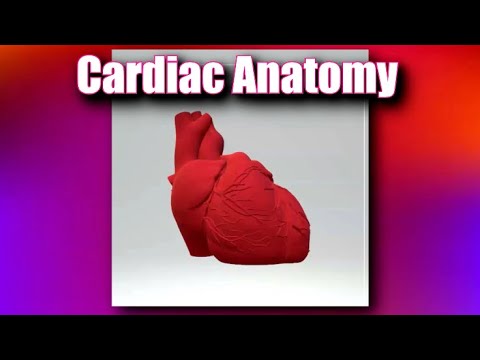 Cardiac Anatomy