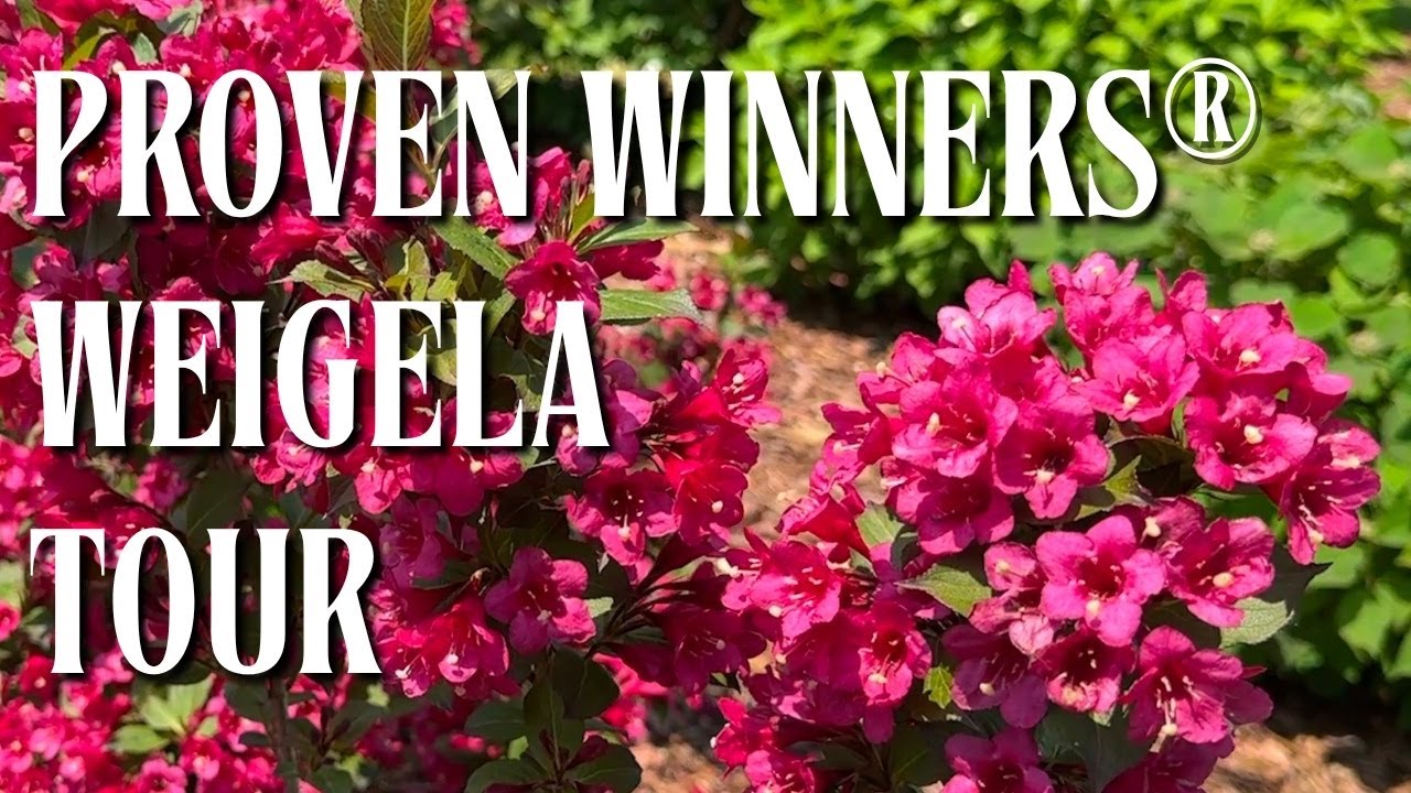 Proven Winners® Weigela Varieties Tour June 2025