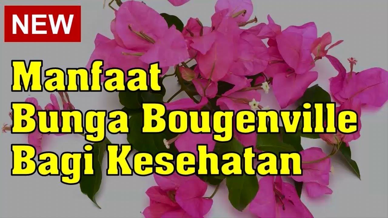Manfaat Bunga Bougenville Bagi Kesehatan