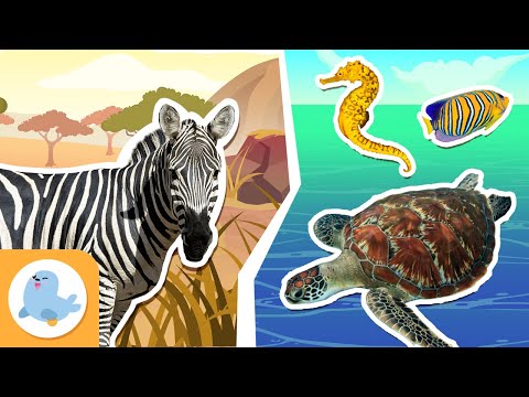 TERRESTRIAL AND AQUATIC HABITATS for Kids๐ฒ๐ง Deserts, Jungles, Rivers, Oceans and More ๐๐ Compilation