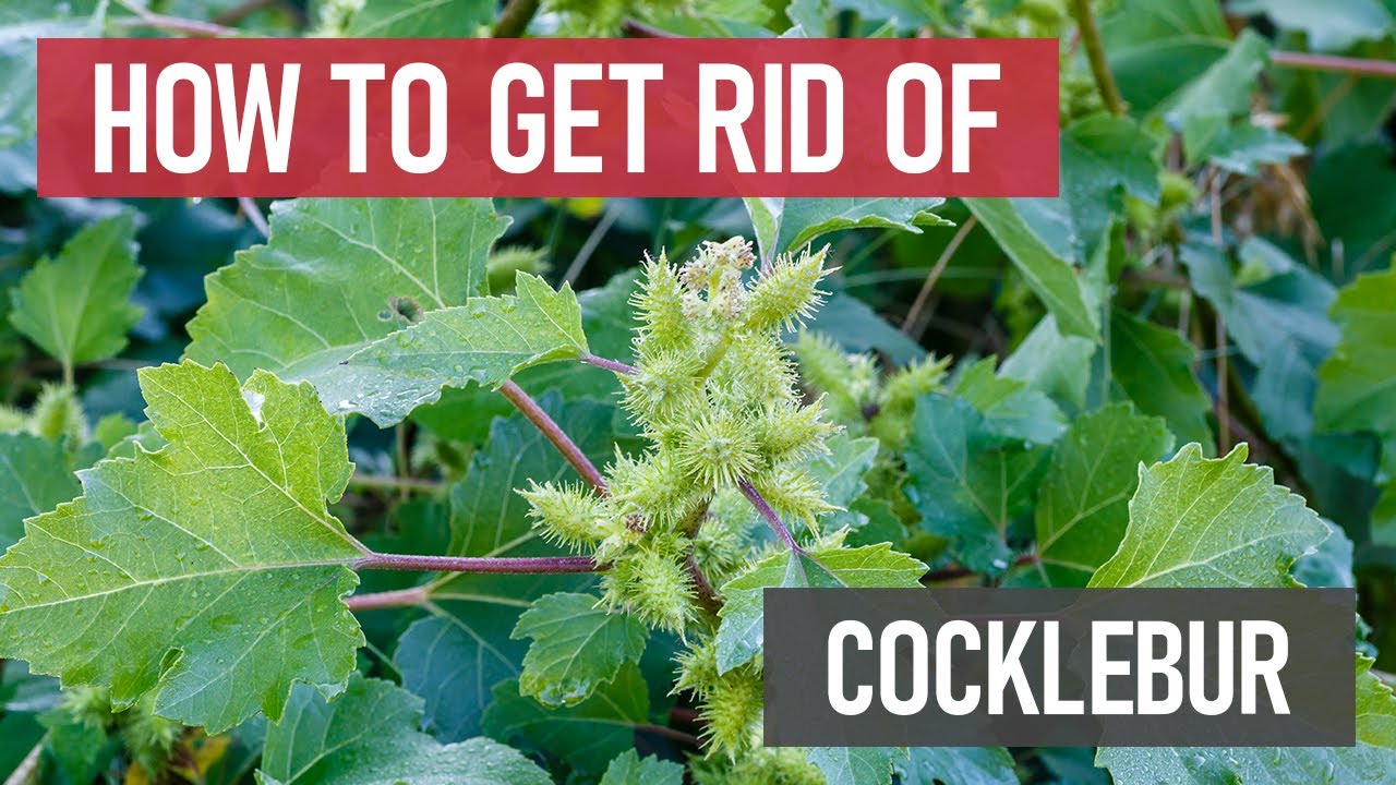 Cocklebur Control