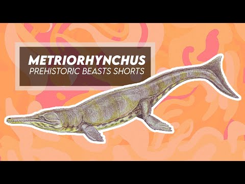 Metriorhynchus - Jurassic Marine Predator