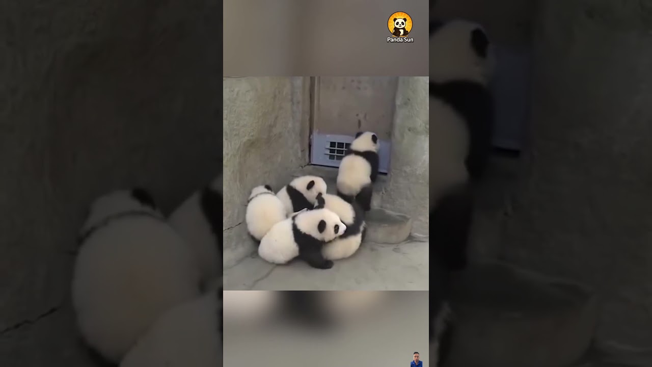 A whole baby panda squad tries to figure out how to open the door아기 판다 무리가 문 여는 법을 찾아요 #cute #funny