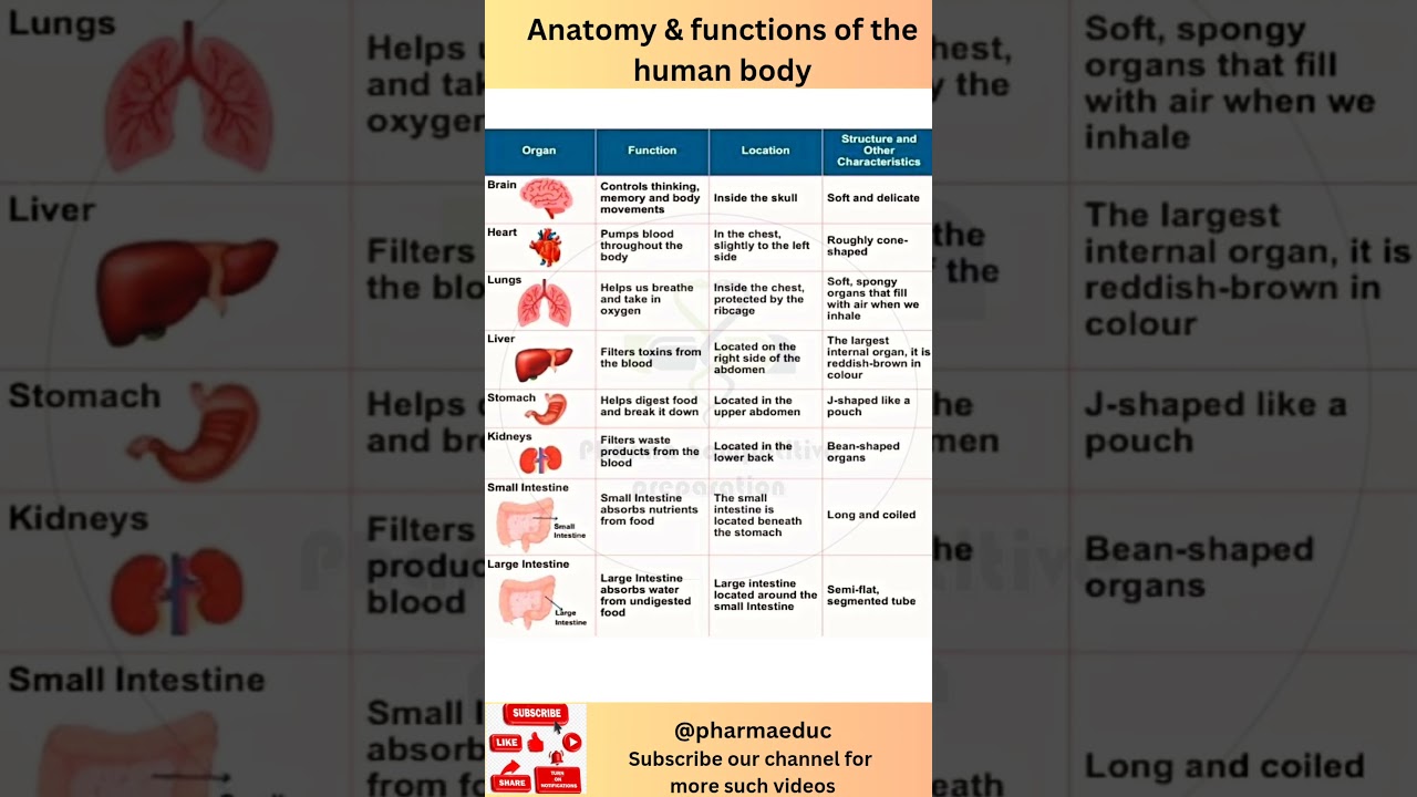 Human Body Organs & Their Functions | Anatomy Made Easy | Science for Kids & Beginners