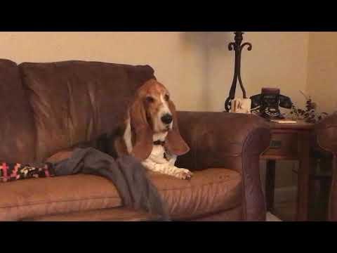How Many Bassets?