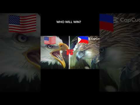 AMERICAN BALD EAGLE VS PHILIPPINE EAGLE #eagles