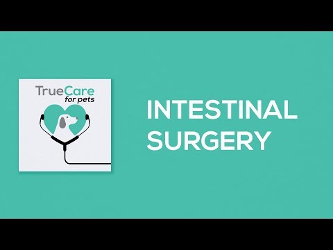 Intestinal Surgery - TrueCare for Pets Pawcast