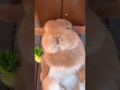 Sleeping Bunny! #jhouse #cuteanimals