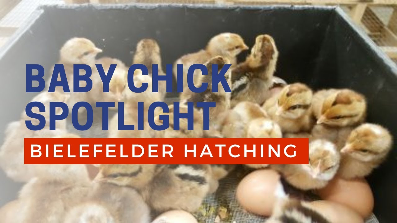 Bielefelder Chicks Cackle Hatchery