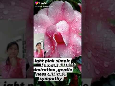 Meaning of pink rose flower