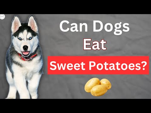 Can Dogs Eat Sweet Potatoes? | Everything You Need to Know
