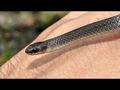 Smooth Earth Snake