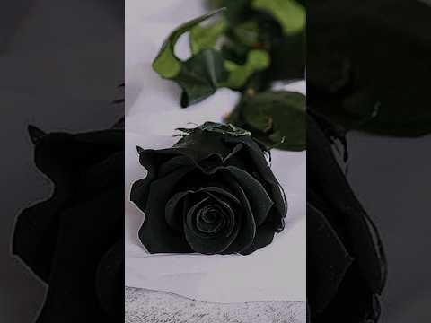 Black rose😨#youtubeshorts #trendingshorts #amazingfacts