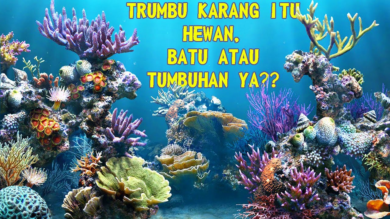 Terumbu Karang Itu Tumbuhan atau Hewan laut ? | コーラル