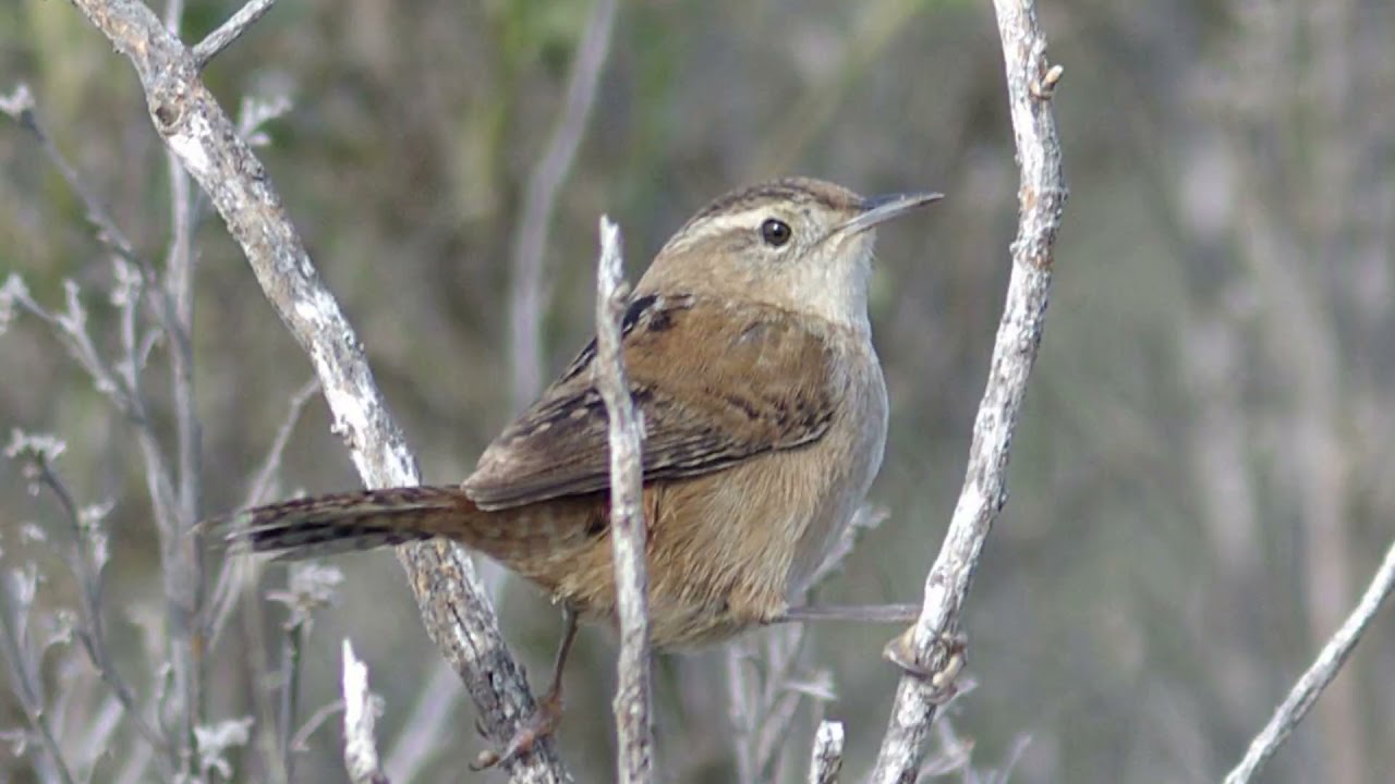 Long-billed Marsh Wren Bird Song Video: Nature Sounds