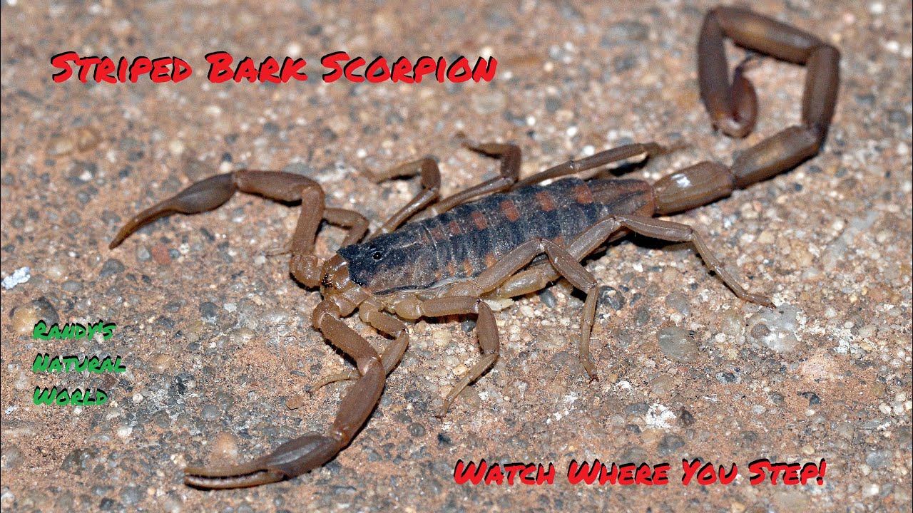 The Striped Bark Scorpion (Centruroides vittatus)