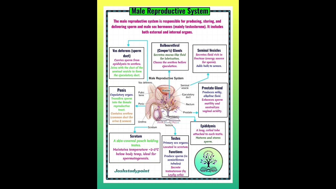 Male reproductive system study notes