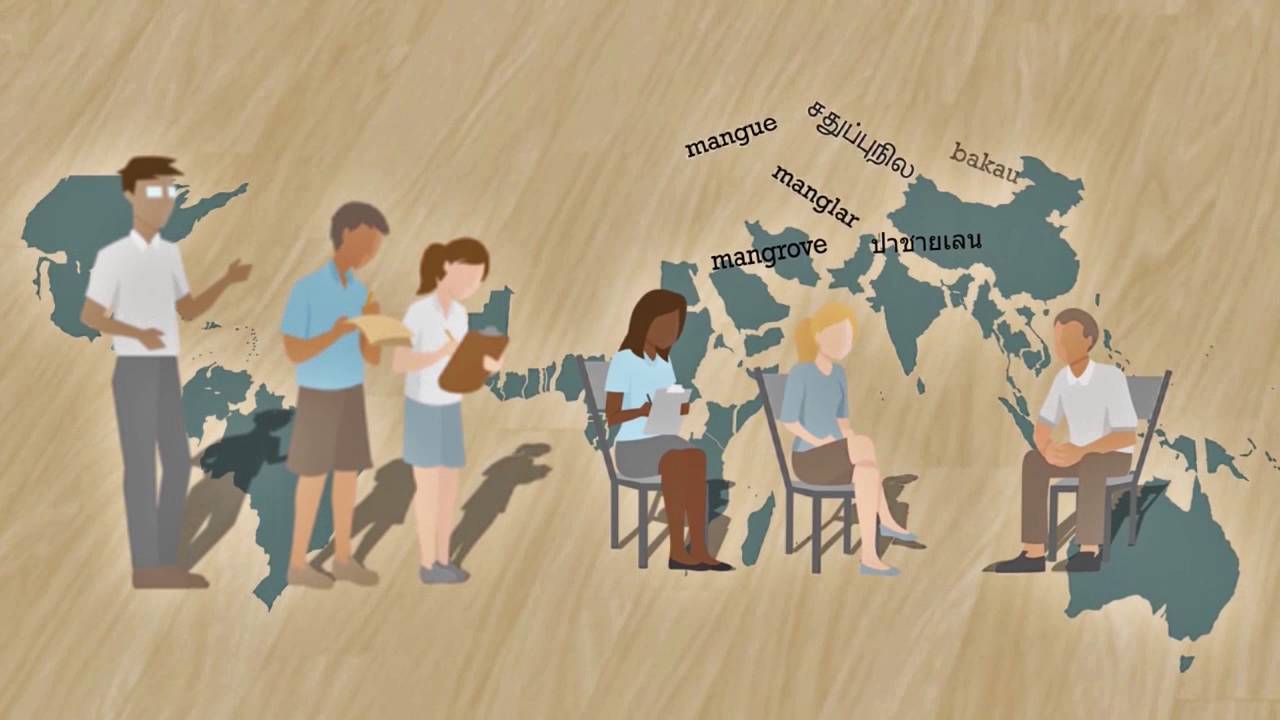 Mangrove Presentation 1   Marvellous Mangroves