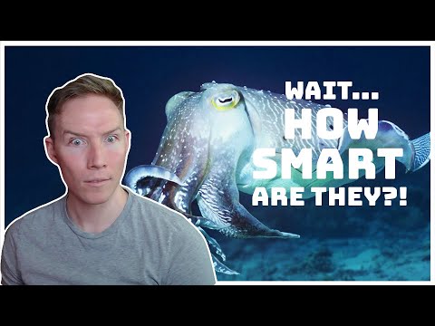 Test shows off cuttlefish smarts – Life Lines by Dr. Dolittle