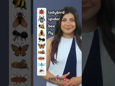 Insects Vocabulary in English