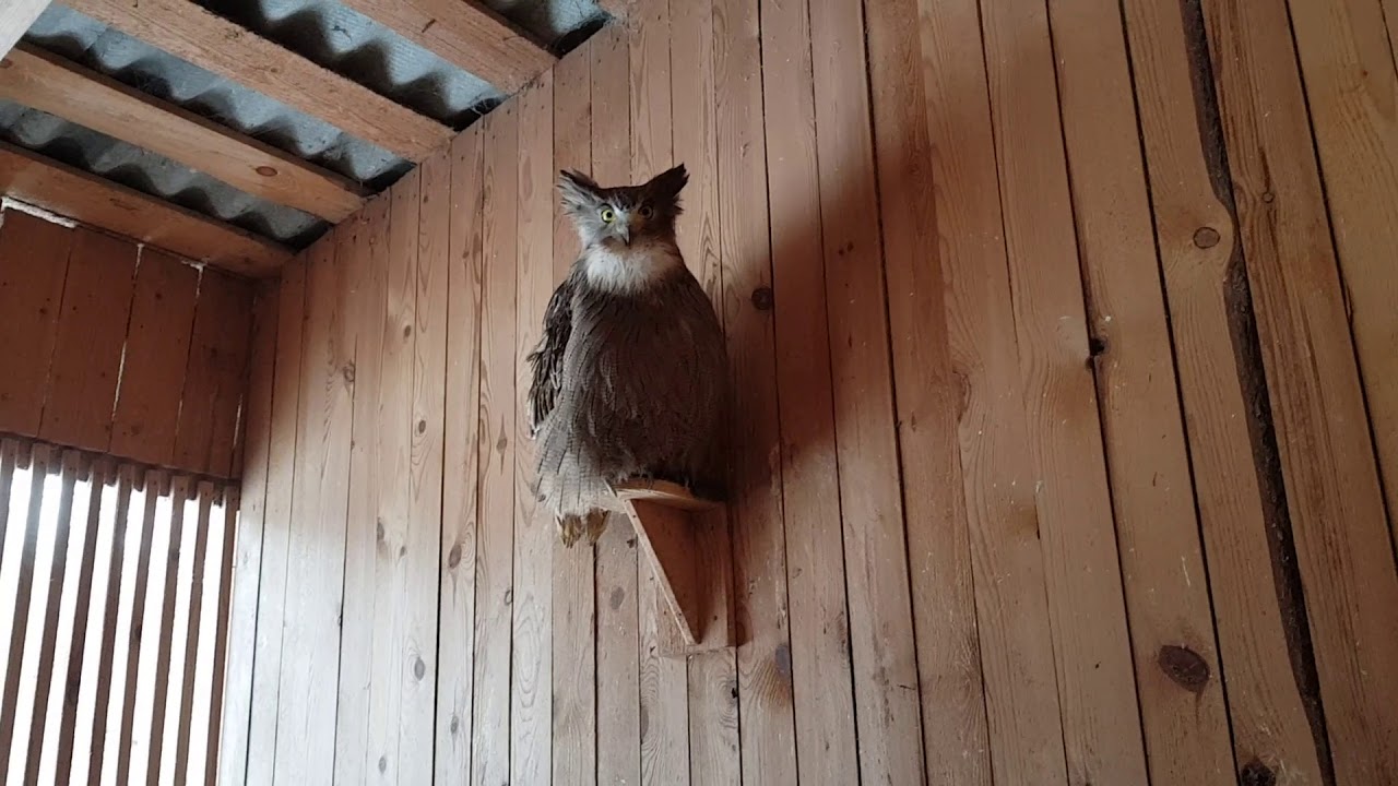 A rare Blakiston's fish owl