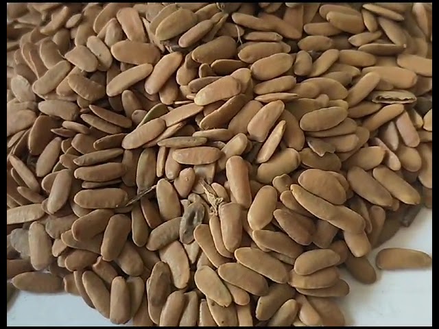 Flower Seed - Kaner Ornamental Tree Seed (Thevetia peruviana / Thevetia ...