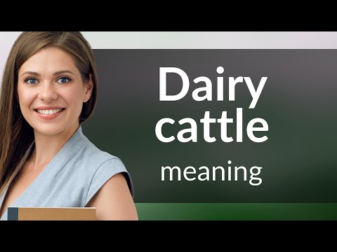 Dairy cattle — DAIRY CATTLE definition