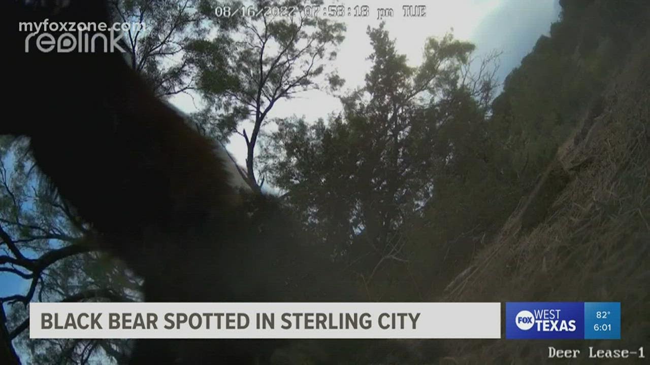 Mexican black bear spotted in Sterling City