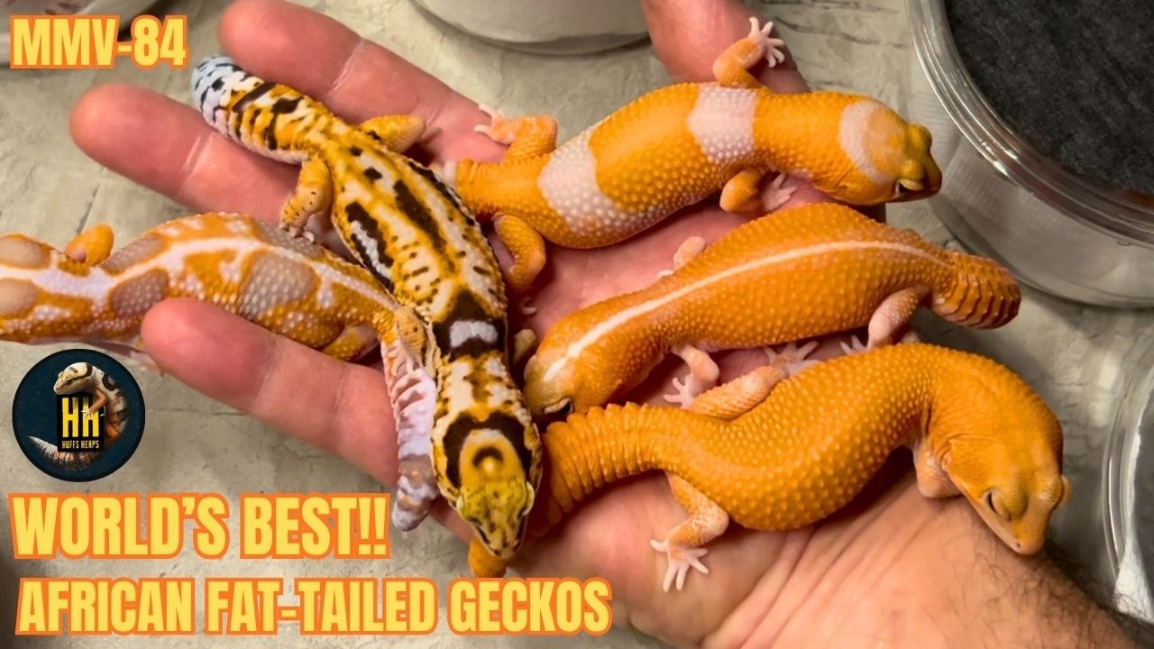 YouTube: World's BEST African Fat-Tailed Gecko Projects - All Reptiles ...