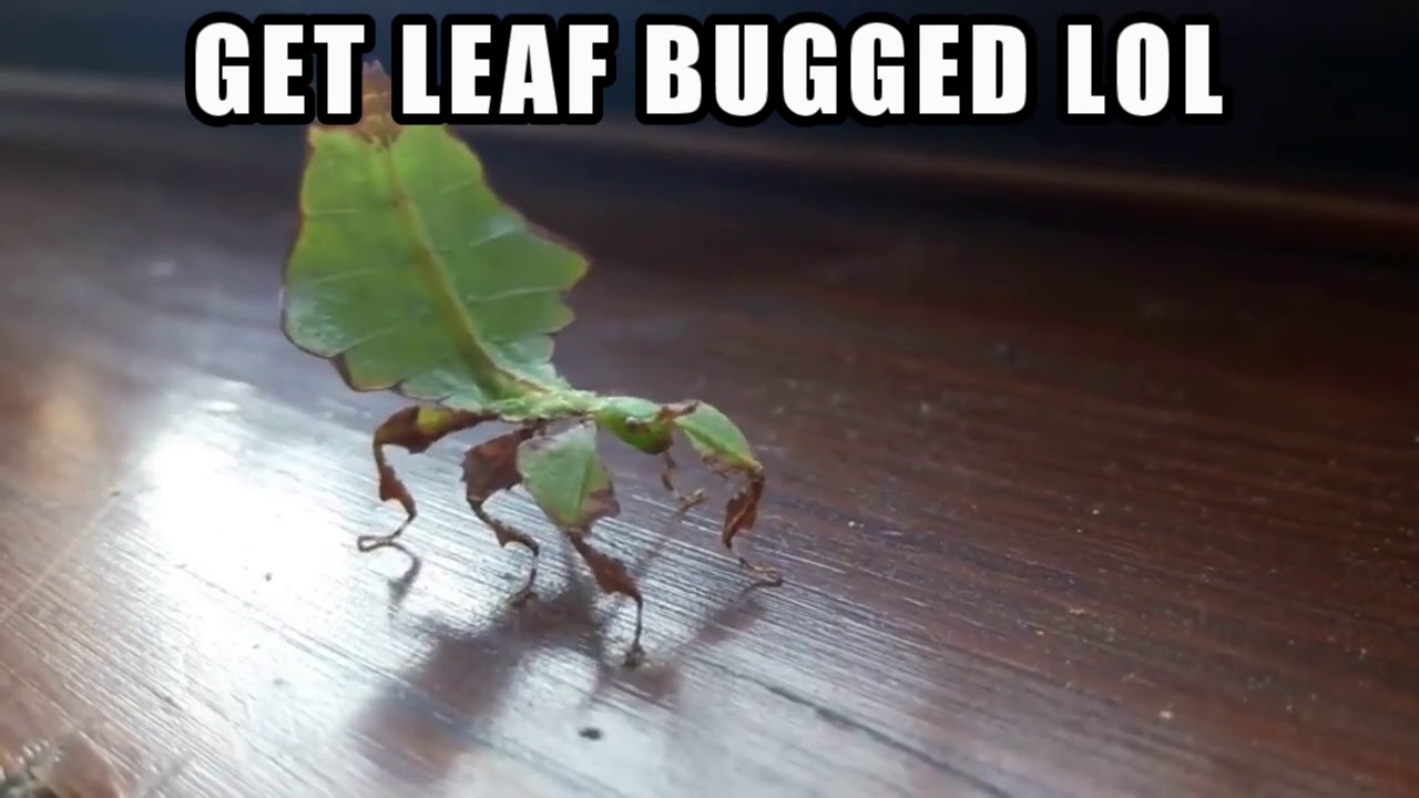 get leaf bugged lol