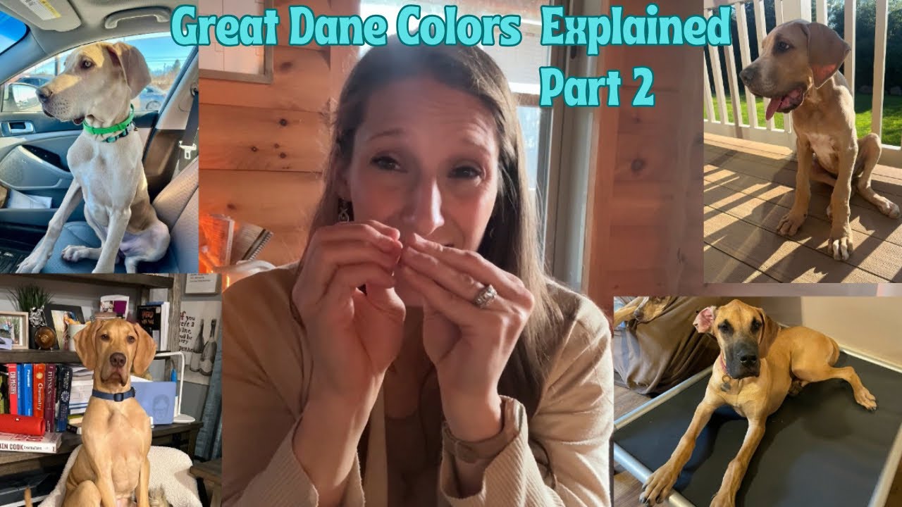 Great Dane Colors Explained Part 2