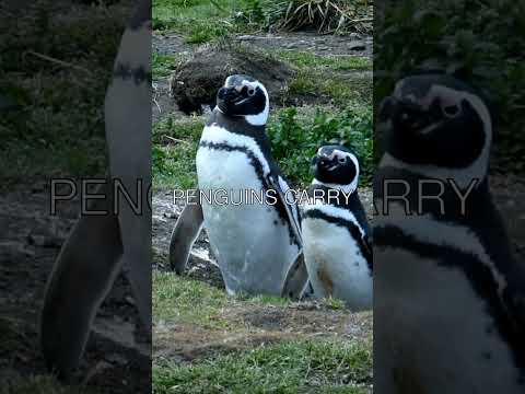🐧 The Extraordinary Breeding World of Penguins!