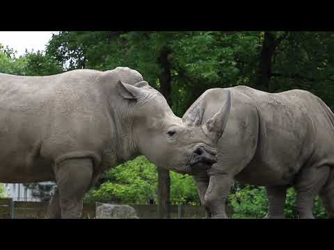 Which Animal Is The Fastest In This Video?