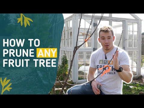 How to Prune ANY Fruit Tree | Pruning Cuts You Will ALWAYS Use