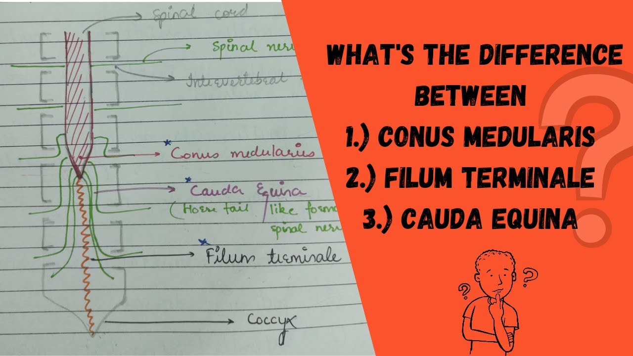Conus Medullaris /Cauda Equina/ Filum terminale / Spinal cord anatomy/Neuroanatomy/CNS/MEDUTAINMENT