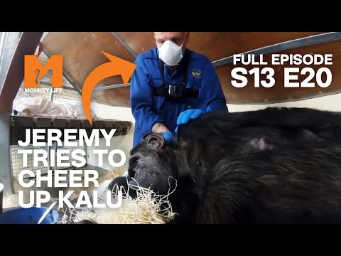 Jeremy Tries to Cheer Up Elderly Chimp Kalu | Season 13 Episode 20 | Full Episode | Monkey Life