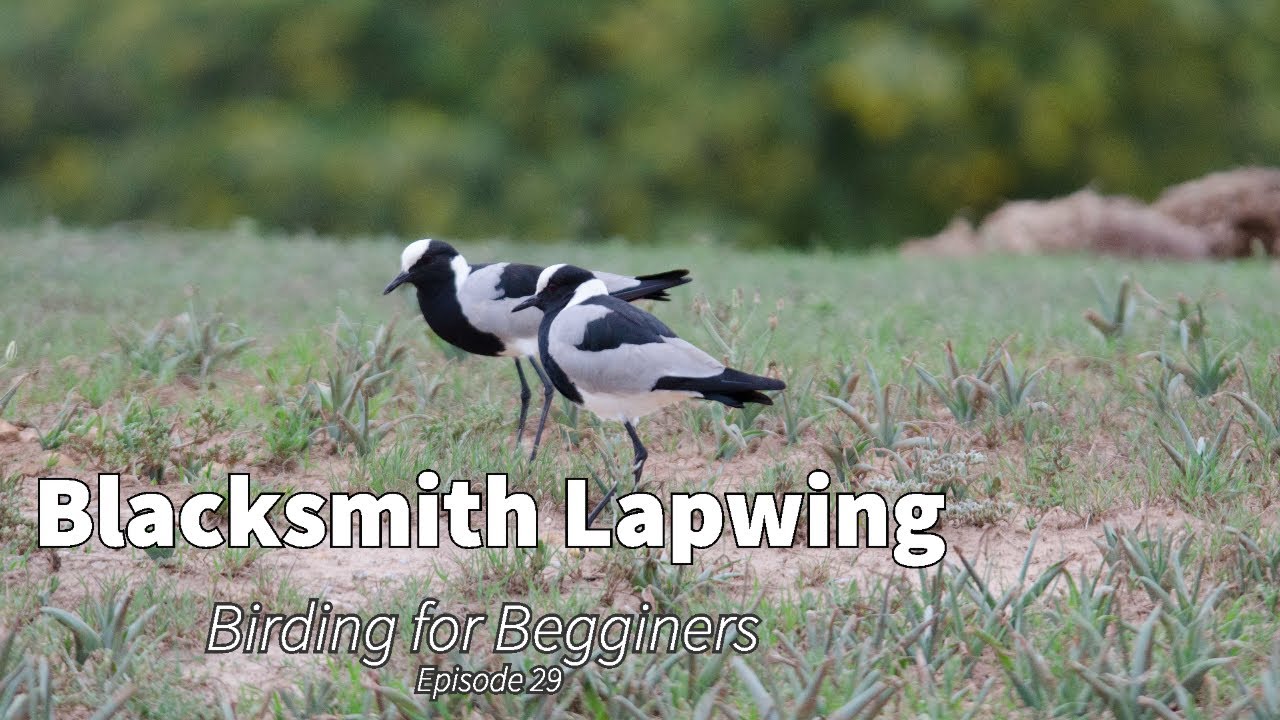 Episode 29 - Blacksmith Lapwing
