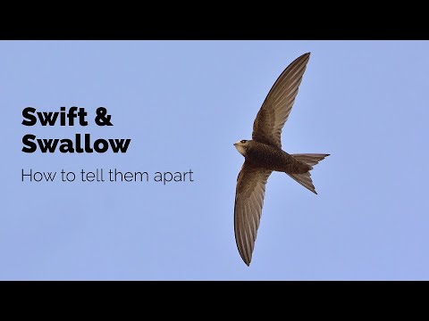 Swifts and swallows, what is the difference? | Dear Kitty. Some blog