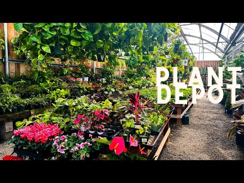 All the Houseplants at Plant Depot