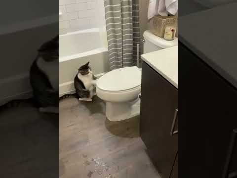 funny Viral TikTok video of words that rhyme with cat 🐈🐈🐈#tiktok #trending #viral #love #subscribe