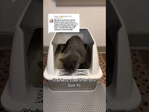 Why This Stainless Steel Litter Box Might Be Your Cat's New Favorite