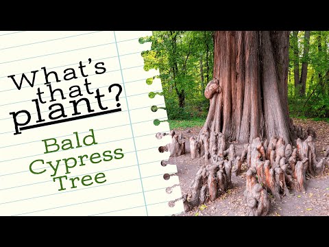 What's that Plant? Bald Cypress Tree!