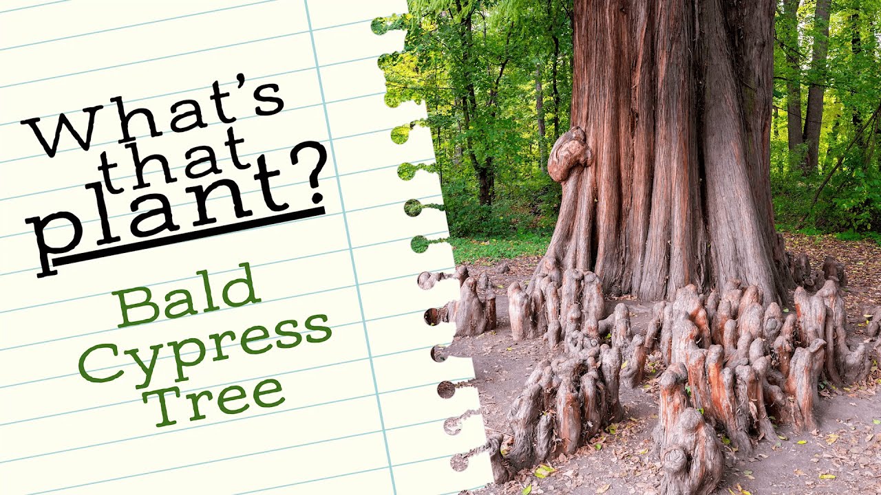 What's that Plant? Bald Cypress Tree!