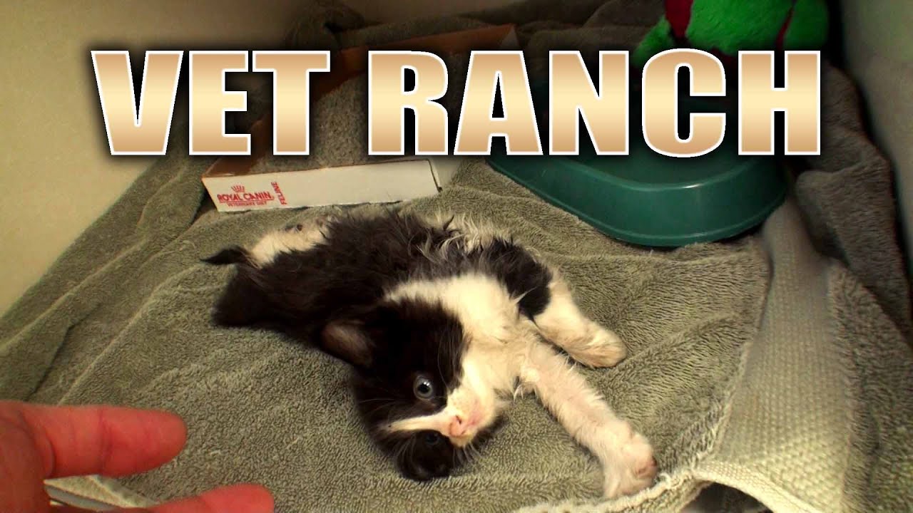 Kitten Walks on Two Legs