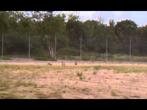 Manda Bay Kenya Monkeys