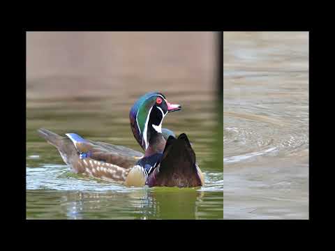 Male and Female Wood Ducks