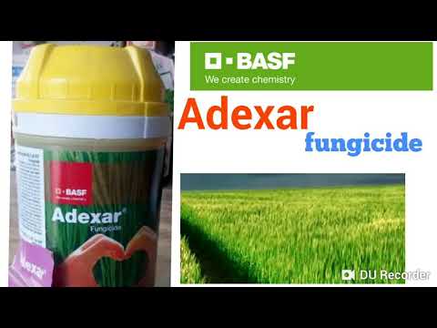 BASF Fungicides - Latest Price, Dealers & Retailers in India