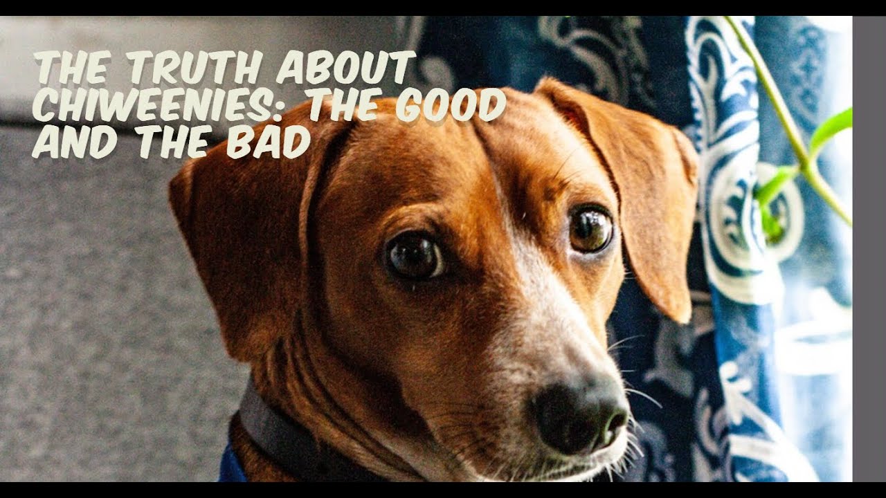 The Truth About Chiweenies: The Good and the Bad