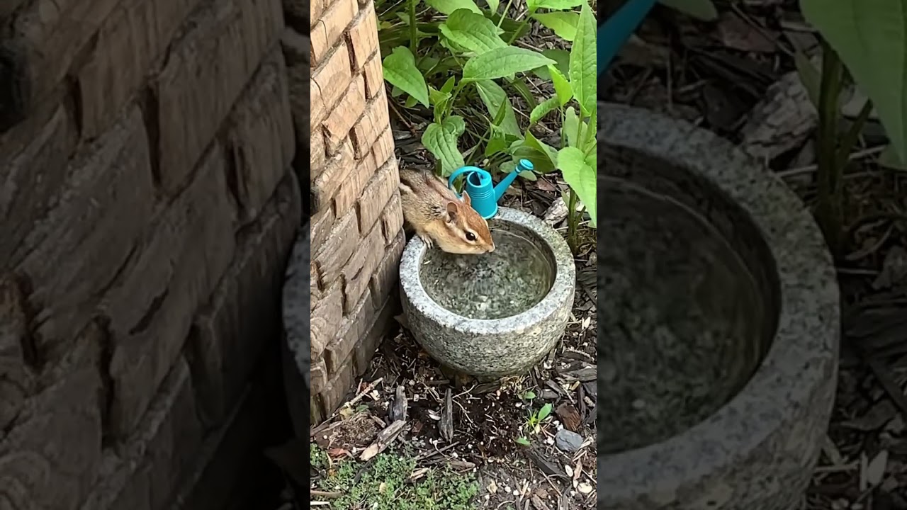 Thirsty Chipmunk On A Hot Day! #chipmunks #chipmunk #easternchipmunk #wildlife #backyardwildlife