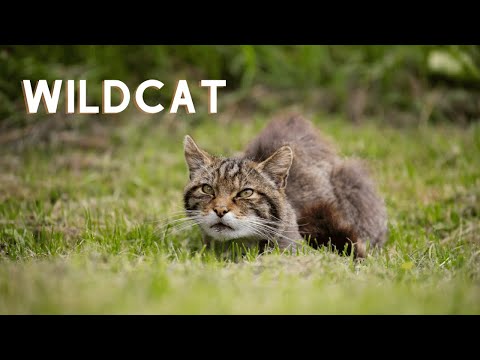 Wildcat Meaning | Word pronounce | English Speaking Practice | English | WordsClasses
